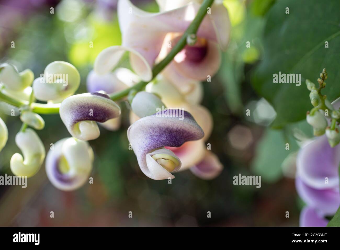 Vigna caracalla hi-res stock photography and images - Alamy