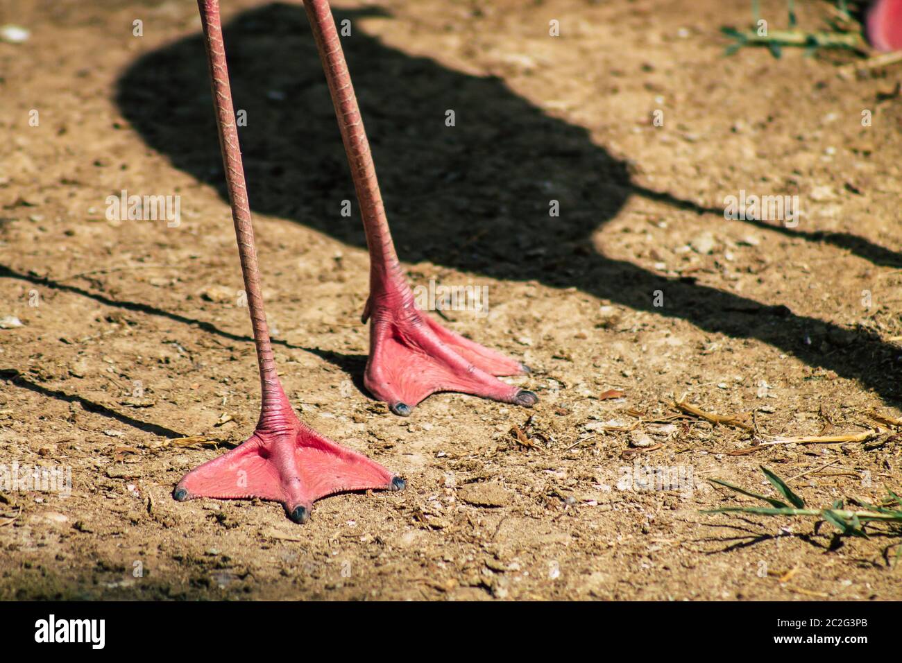 View of pink flamingo, a large bird that are identifiable by their long ...