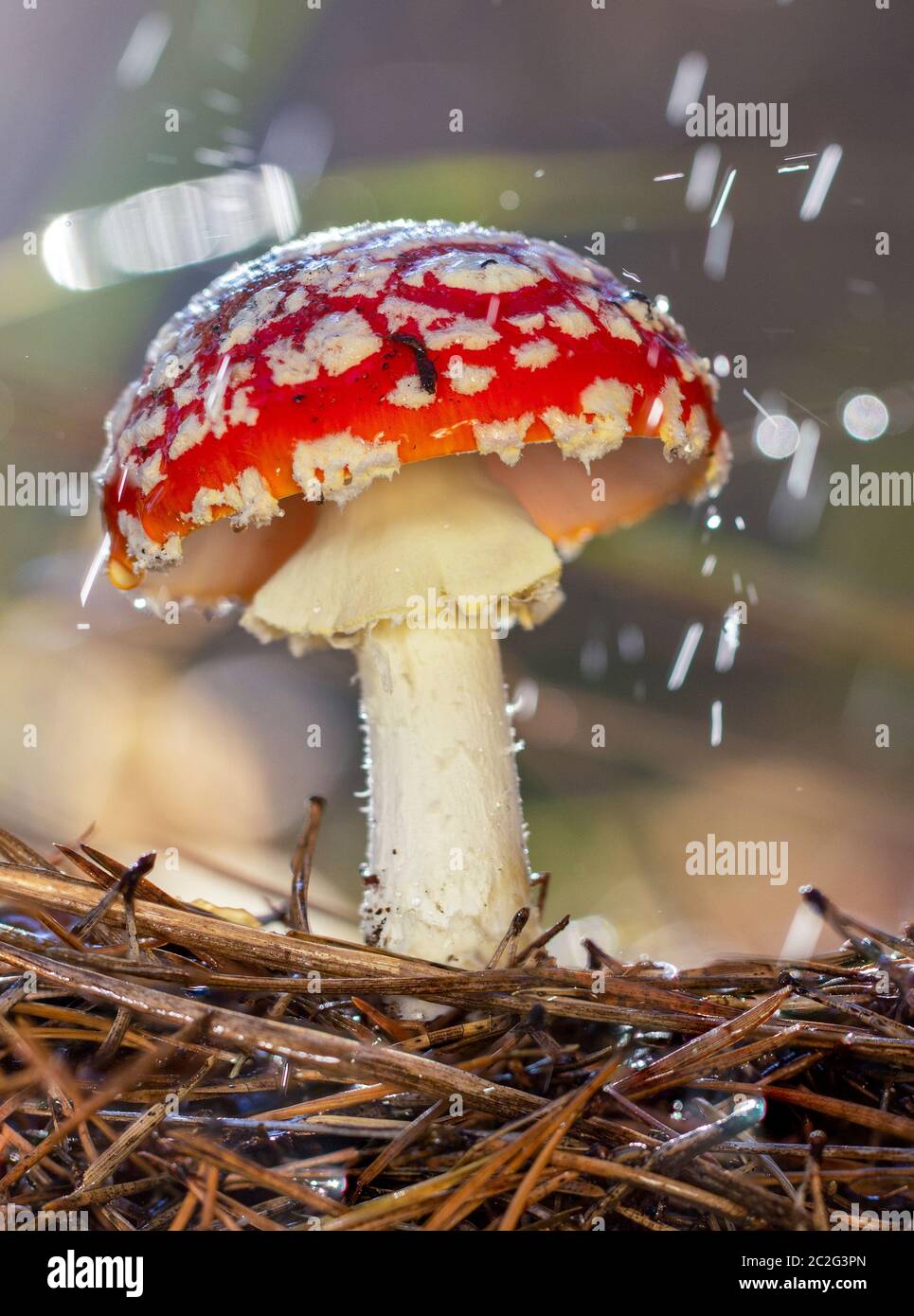 Amanita muscaria fly agaric red mushrooms with white spots in grass ...