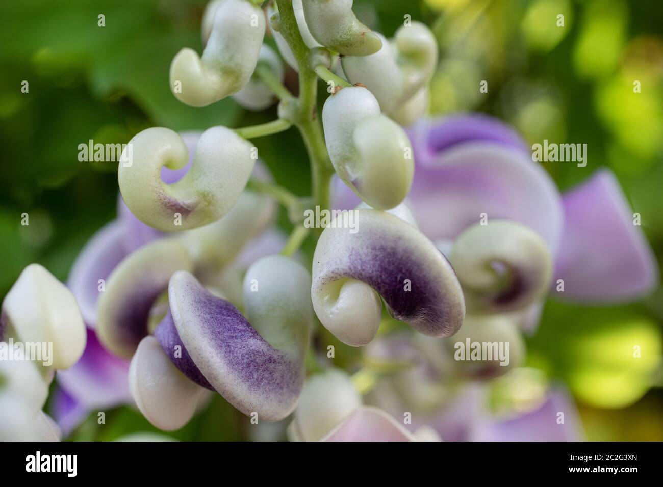 Vigna Caracalla - snail vine Stock Photo - Alamy