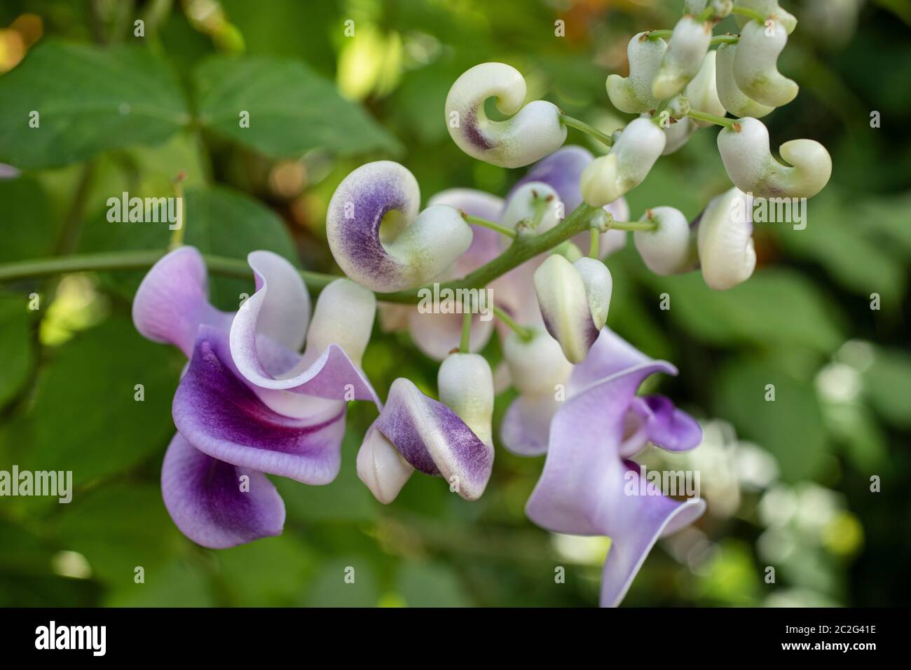 Vigna Caracalla - snail vine Stock Photo - Alamy