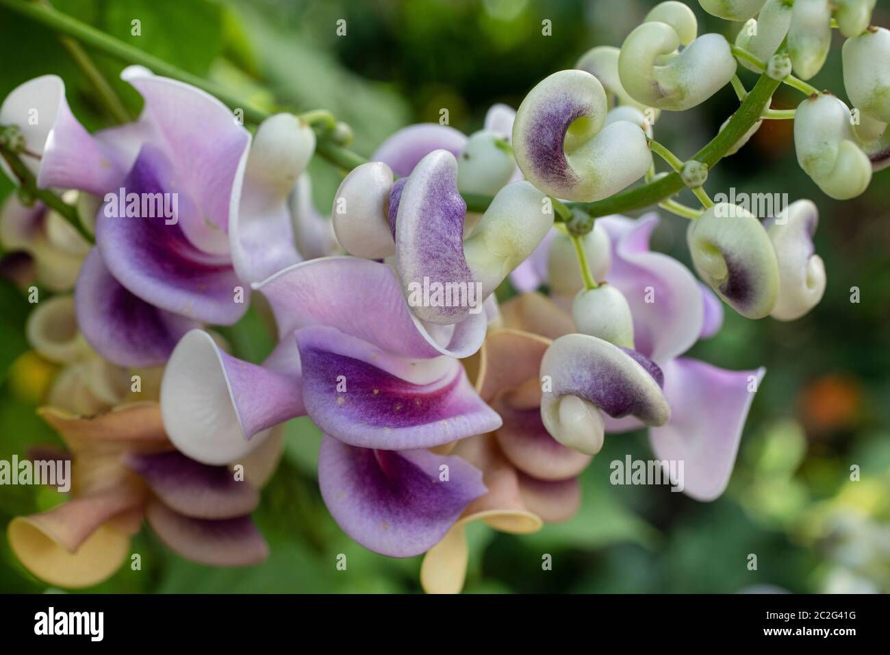 Vigna Caracalla - snail vine Stock Photo - Alamy
