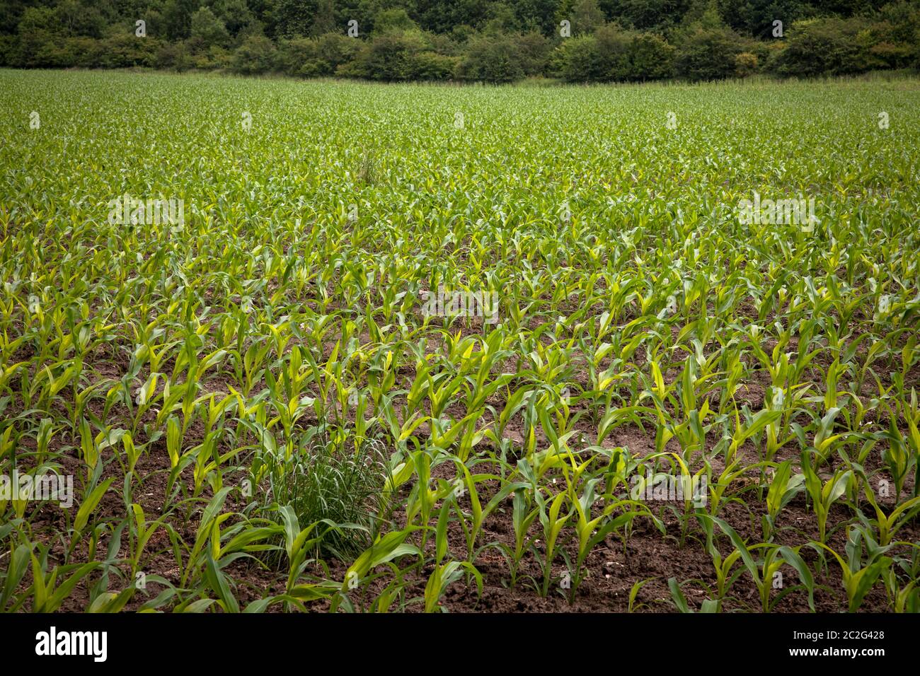 Mais feld hi-res stock photography and images - Alamy