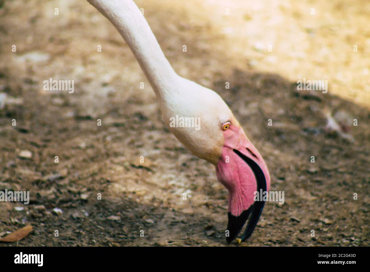View of pink flamingo, a large bird that are identifiable by their long ...