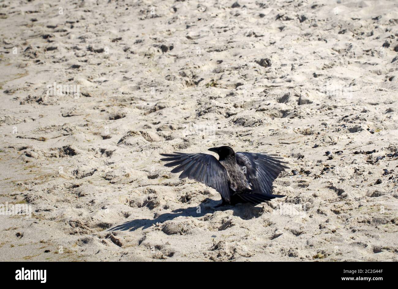 Crow bird hi-res stock photography and images - Alamy