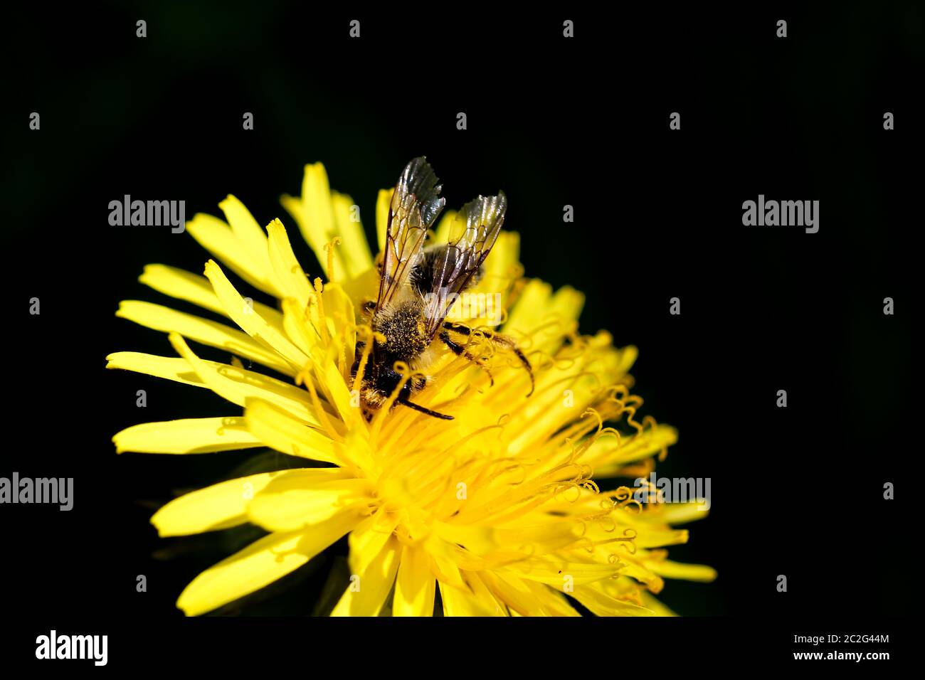 Bumblebee life cycle hi-res stock photography and images - Alamy