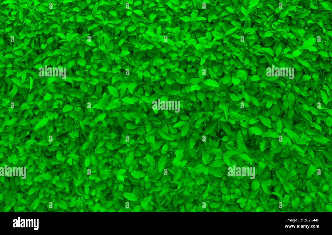 Curved evergreen hedge hi-res stock photography and images - Alamy