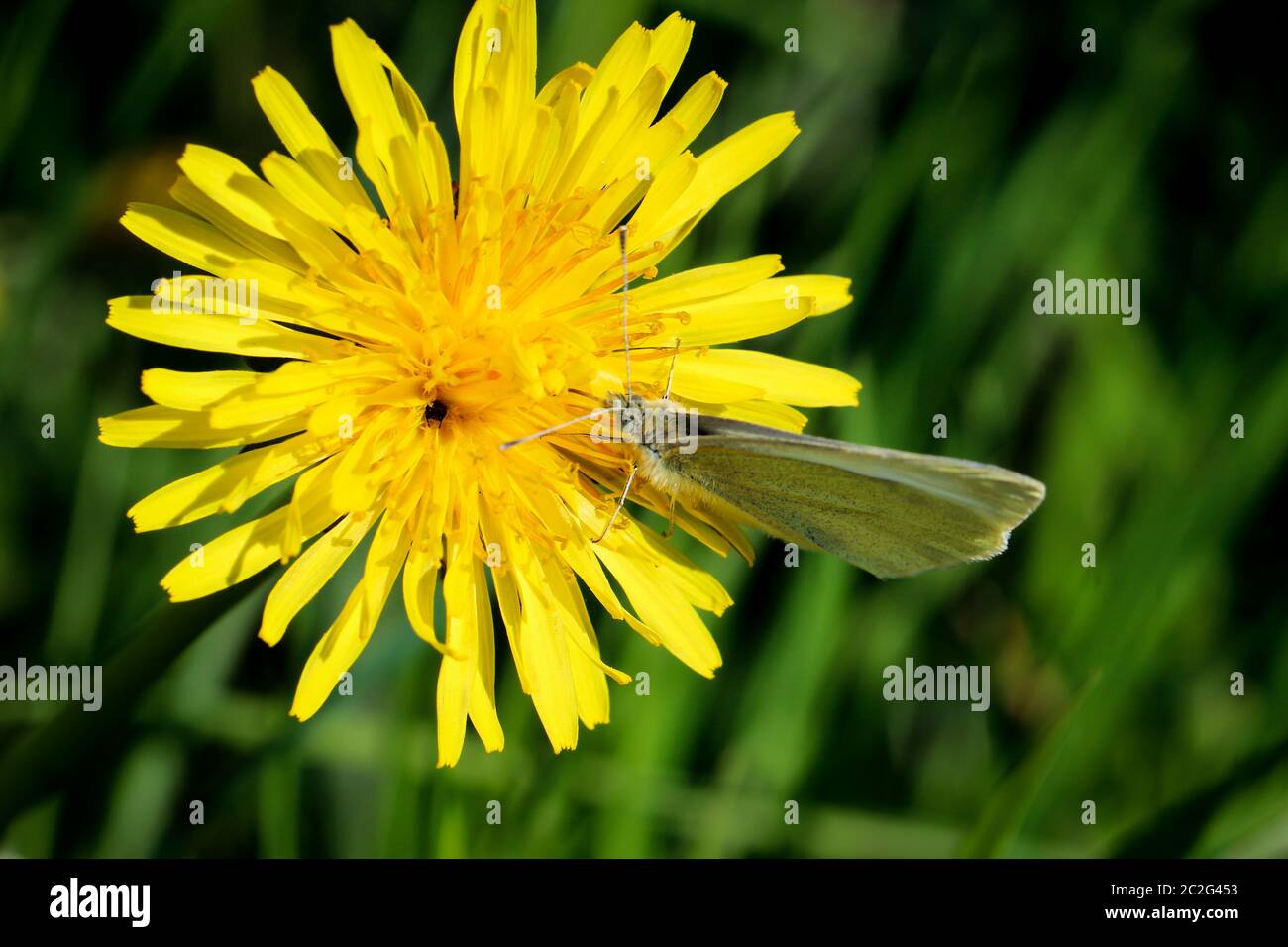Insect marco photography hi-res stock photography and images - Alamy