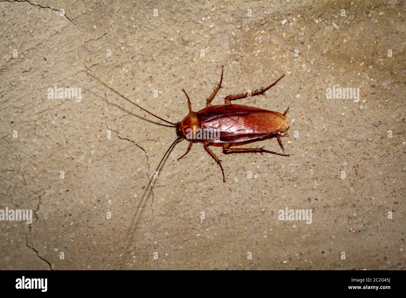 Portrait of a cockroach crawling on a wall Stock Photo - Alamy