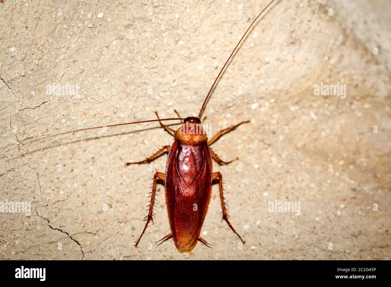Cockroach on a wall hi-res stock photography and images - Alamy