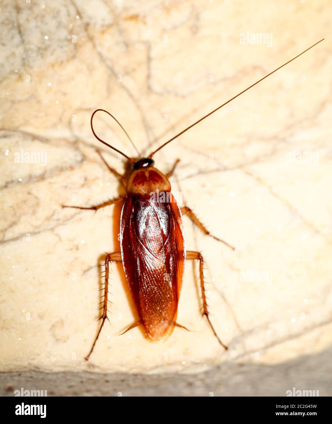 Cockroach biology hi-res stock photography and images - Alamy