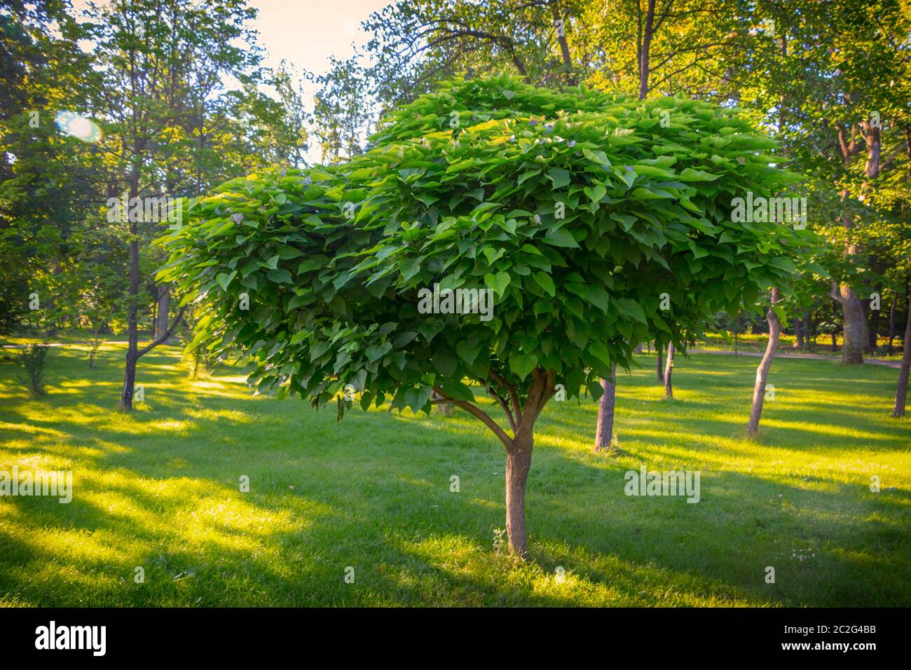 catalpa with a beautiful crown on the green grass on in summer day ...
