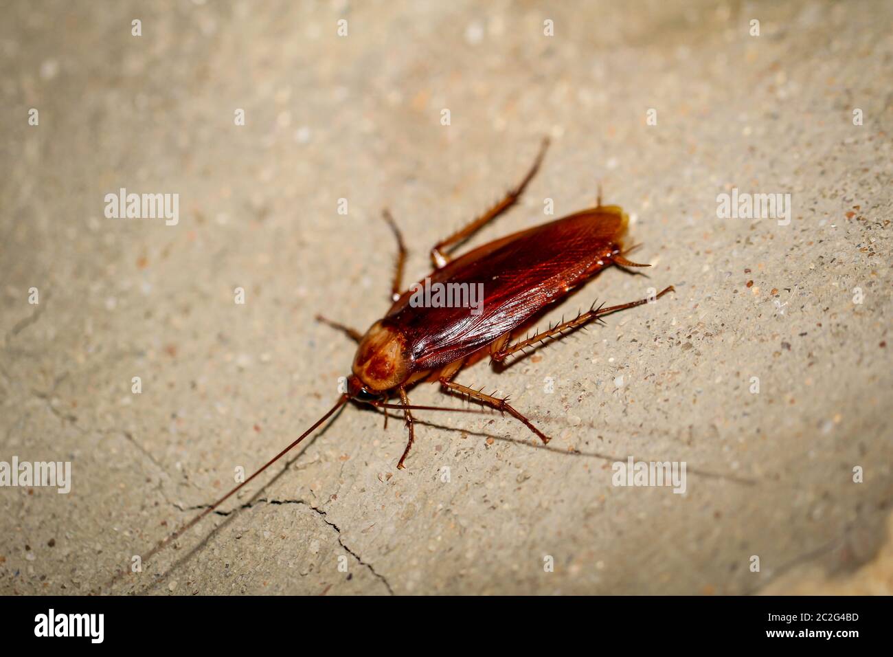 Portrait of a cockroach crawling on a wall Stock Photo - Alamy