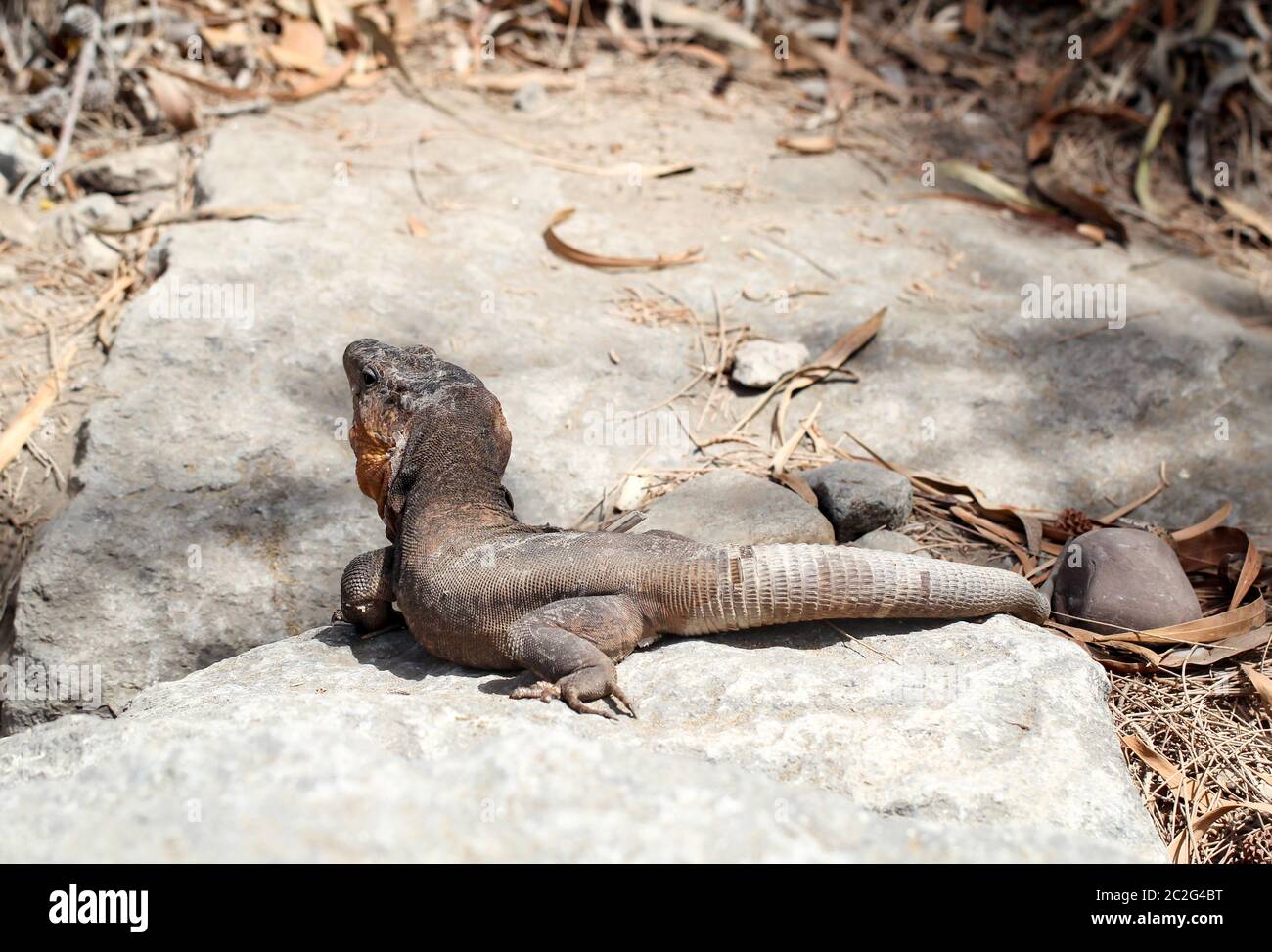 Portrait of a lizard, giant lizard on Gran Canaria Stock Photo - Alamy