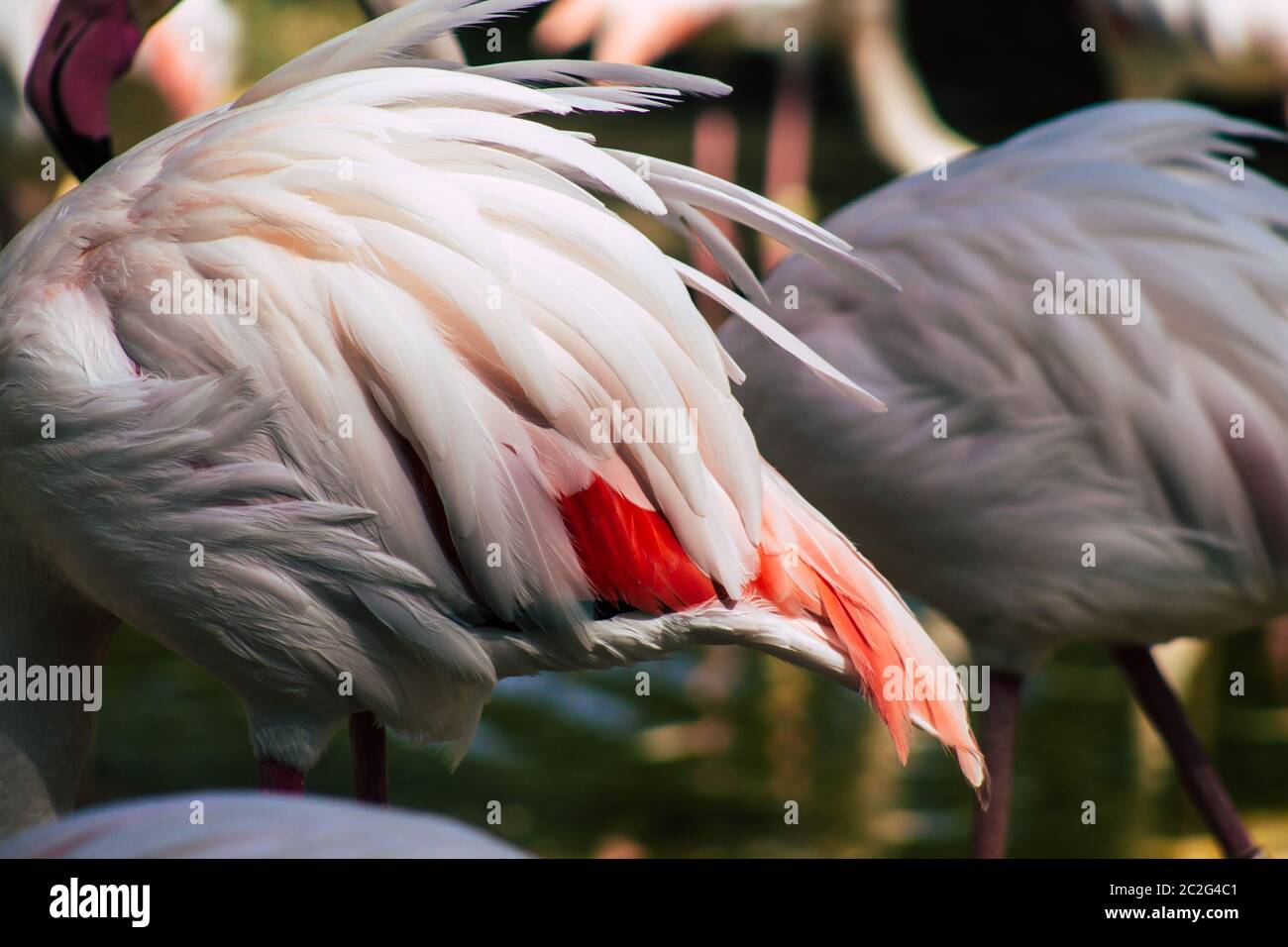 View of pink flamingo, a large bird that are identifiable by their long ...