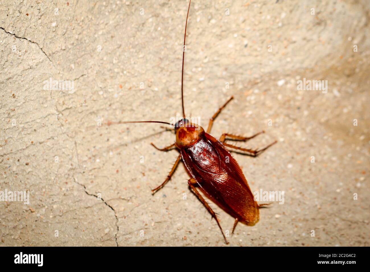 Portrait of a cockroach crawling on a wall Stock Photo - Alamy
