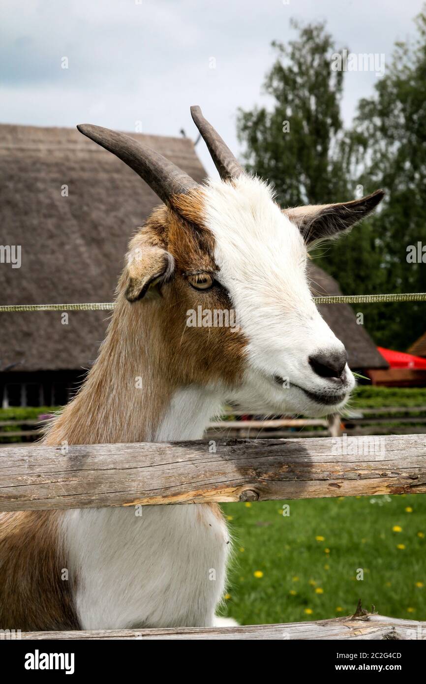 Portrait of a cute goat on a farm Stock Photo - Alamy