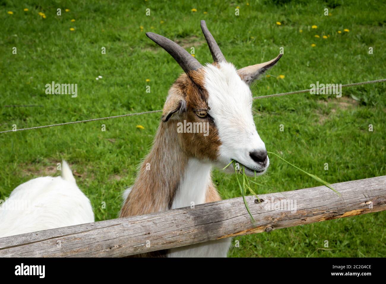 Portrait of a cute goat on a farm Stock Photo - Alamy