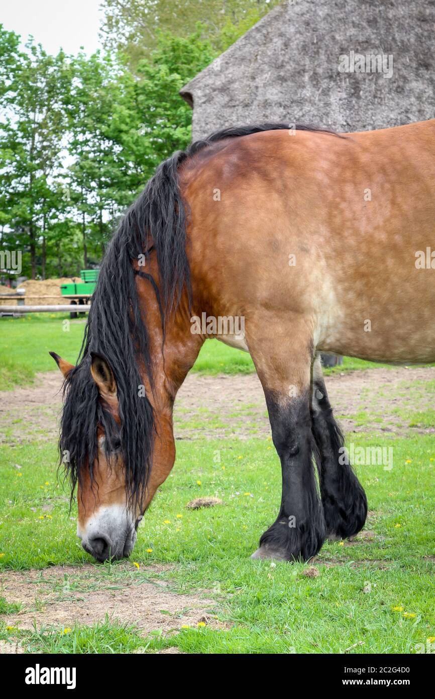 Horse yard sunrise hi-res stock photography and images - Alamy