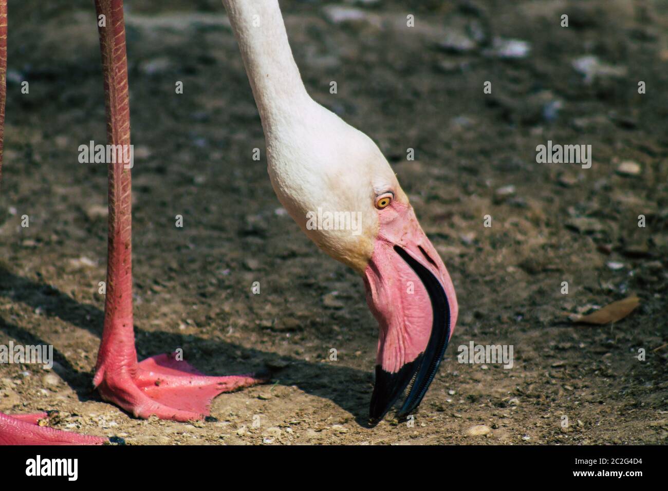 View of pink flamingo, a large bird that are identifiable by their long ...
