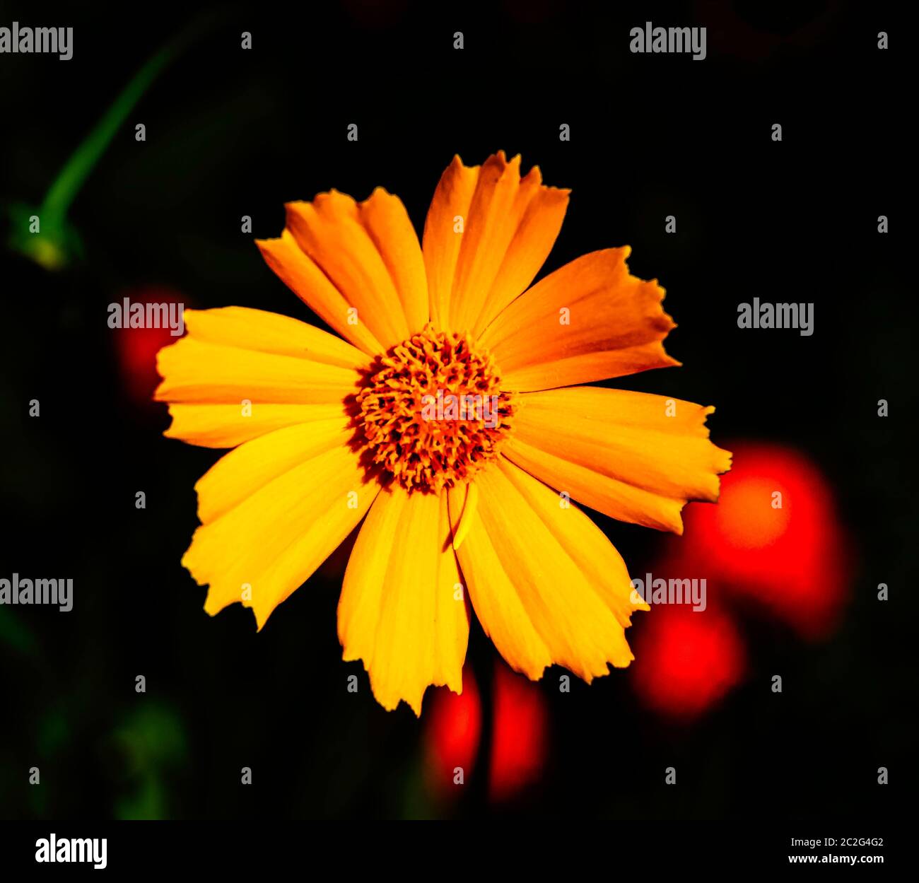 Mexican aster cosmos bipinnatus hi-res stock photography and images - Alamy