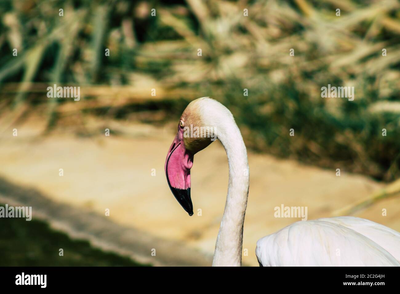 View of pink flamingo, a large bird that are identifiable by their long ...