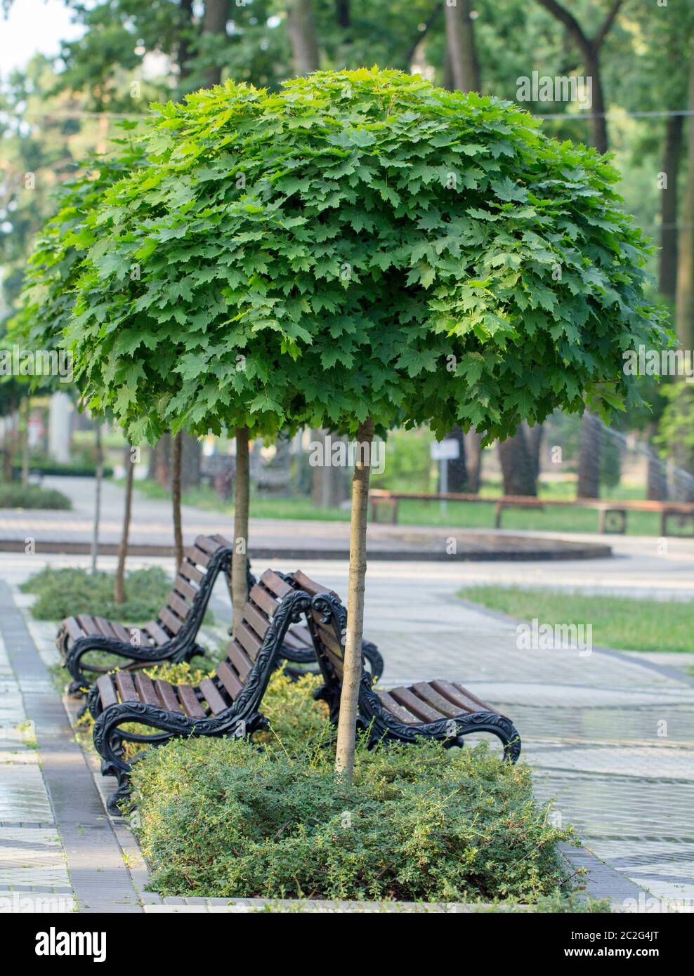 Maple with a round crown on a stump. Used in landscape design Stock ...