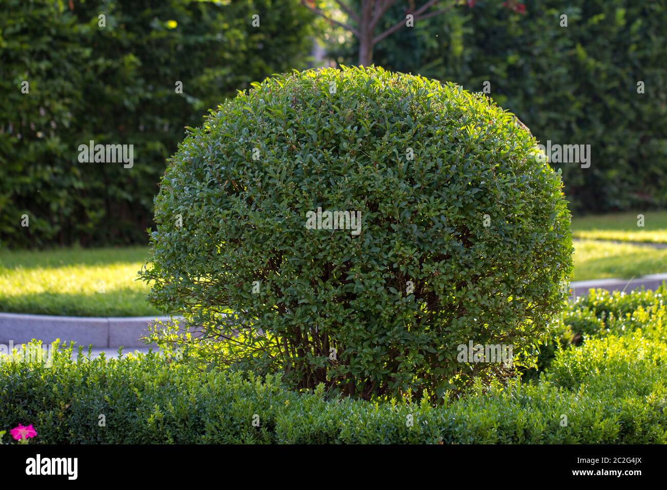 Wild Privet Ligustrum hedge nature texture A sample of topiary art ...