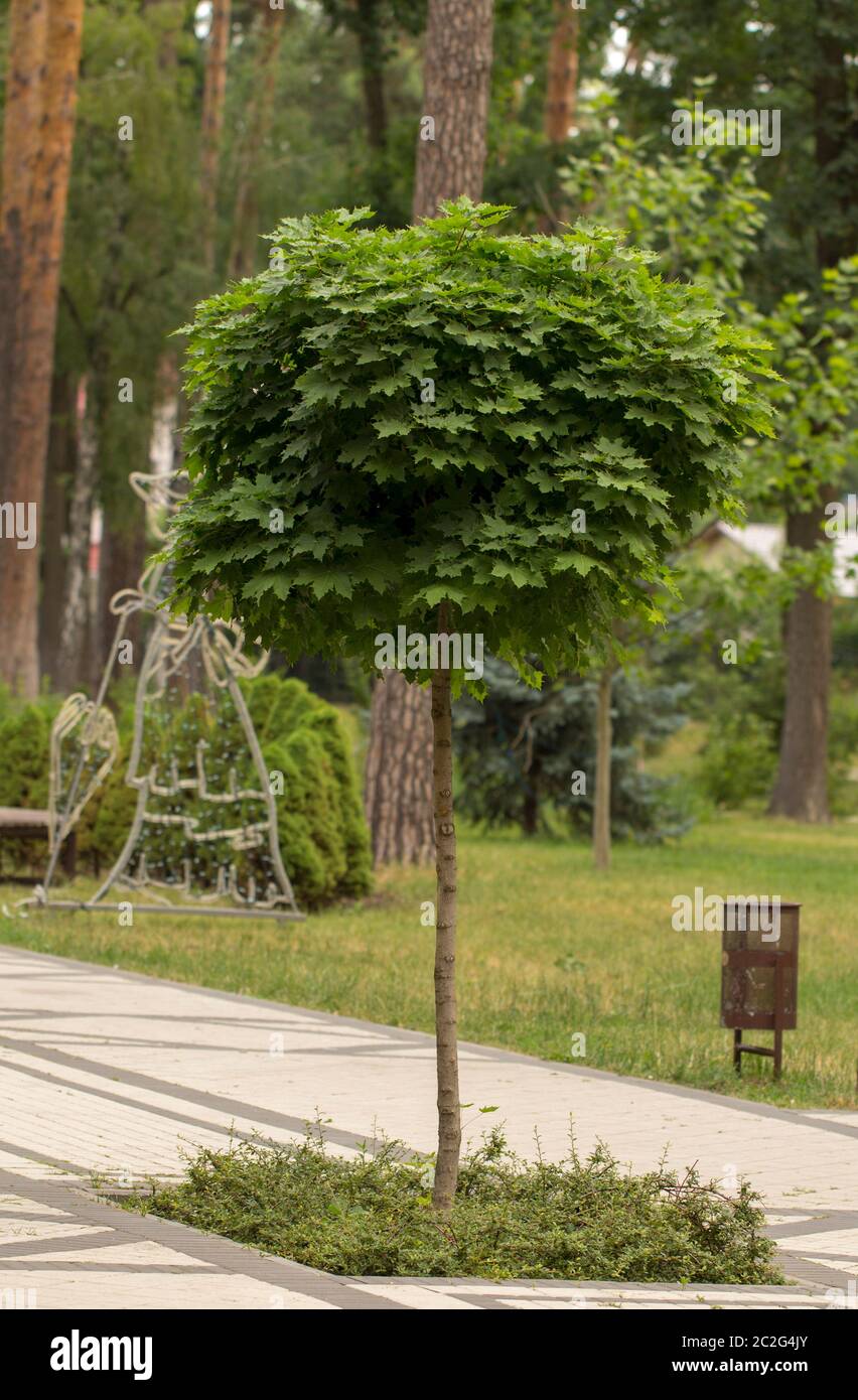 Maple with a round crown on a stump. Used in landscape design Stock ...