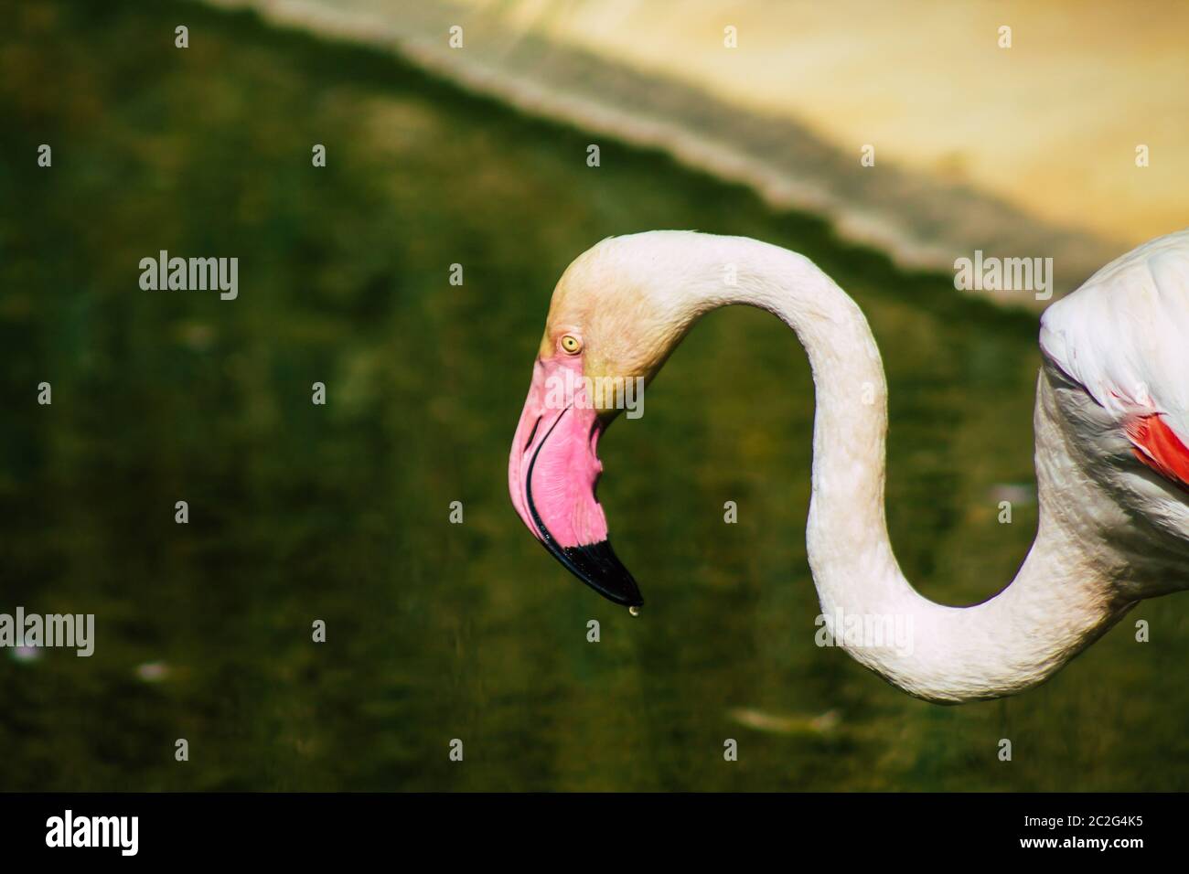 View of pink flamingo, a large bird that are identifiable by their long ...