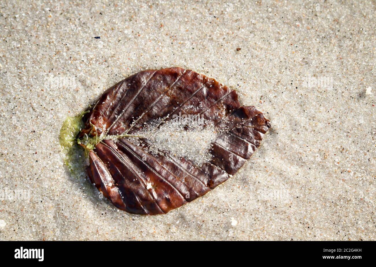 a wet leaf of a tree lies on the wet sand of the beach Stock Photo - Alamy