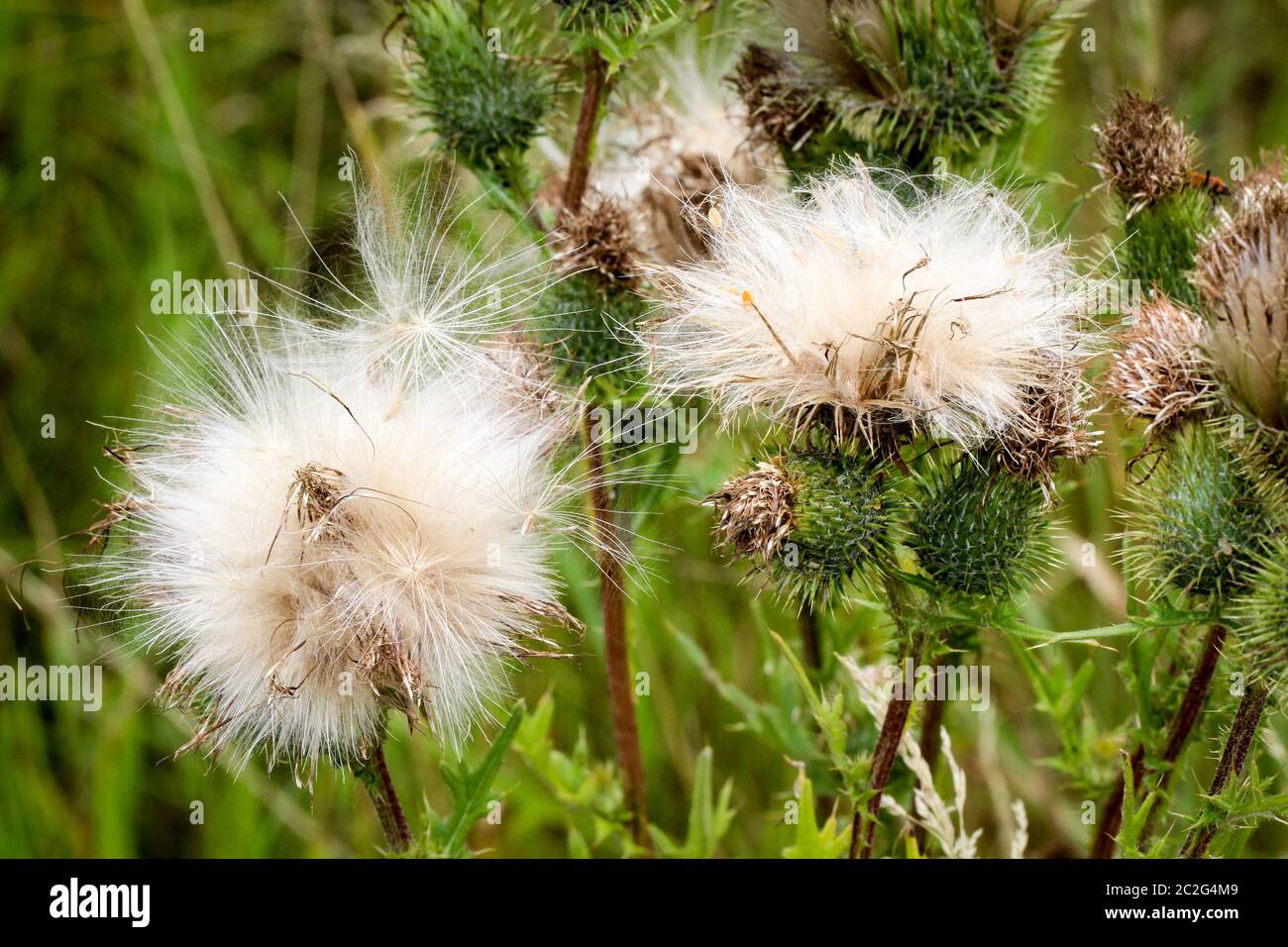 One dandelion. Dandelion fluff. Dandelion tranquil abstract closeup ...