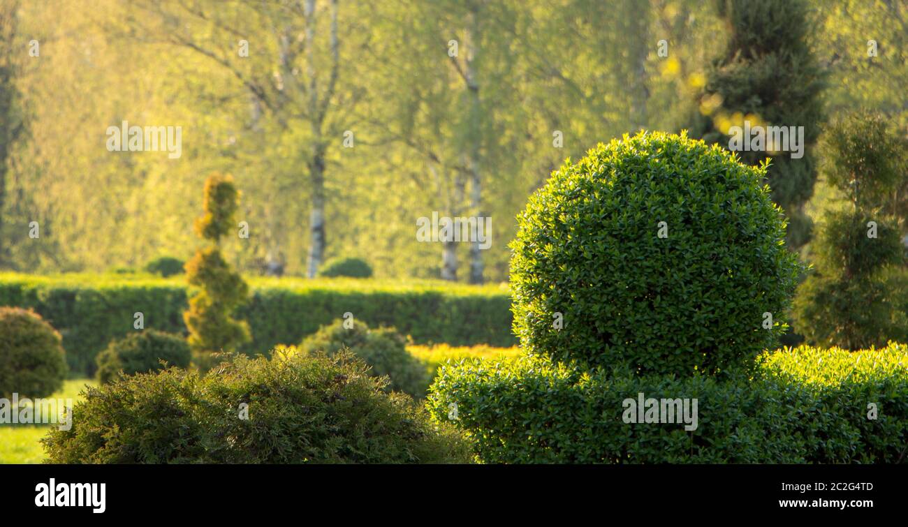 Wild Privet Ligustrum hedge nature texture A sample of topiary art ...