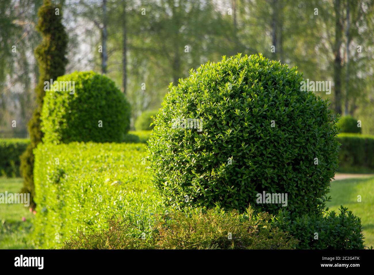Wild Privet Ligustrum hedge nature texture A sample of topiary art ...