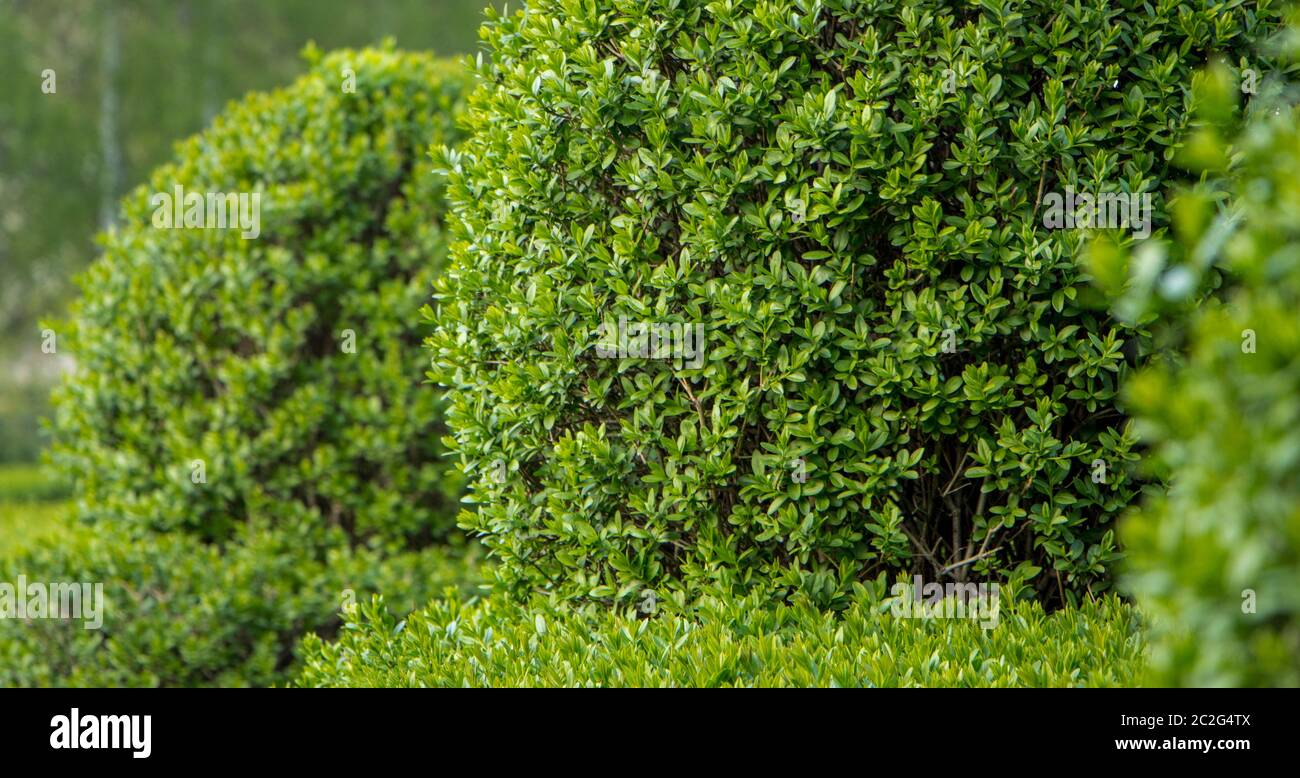 Wild Privet Ligustrum hedge nature texture A sample of topiary art ...