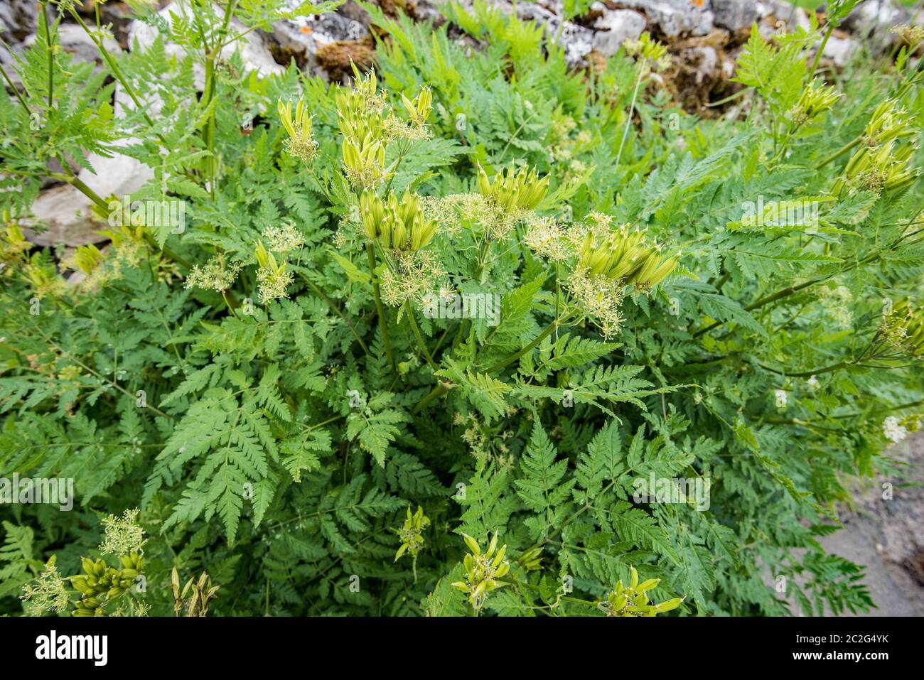 With common names cicely hi-res stock photography and images - Alamy