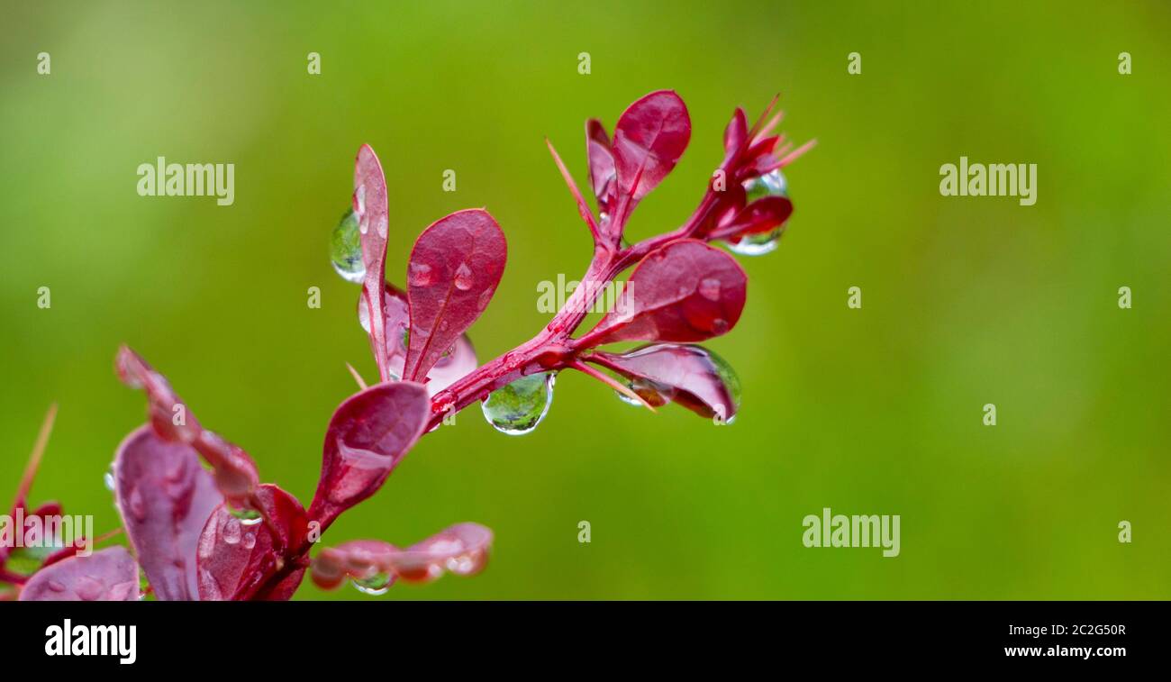 Berberis thunbergii japanese barberry thunberg hi-res stock photography ...