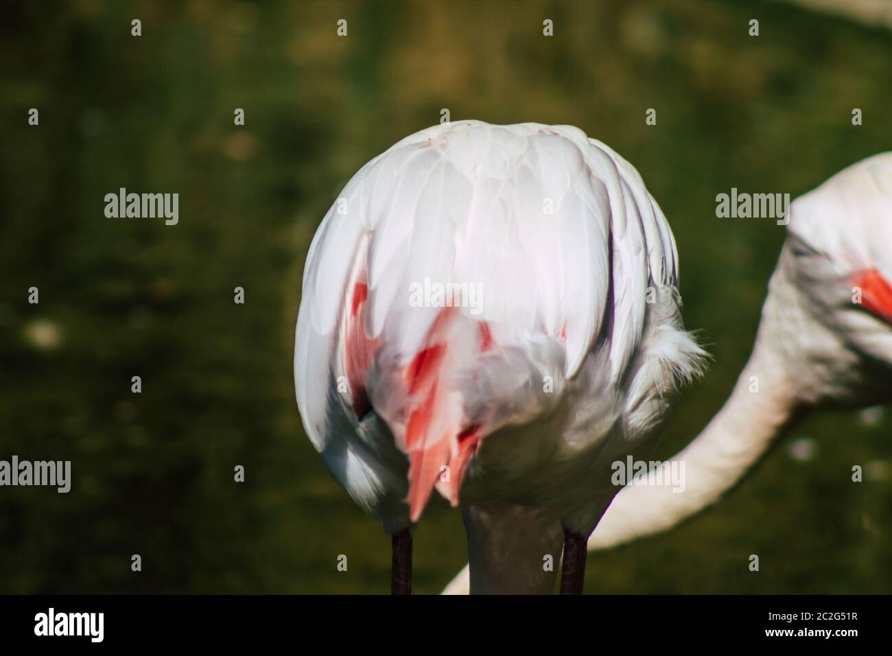 View of pink flamingo, a large bird that are identifiable by their long ...