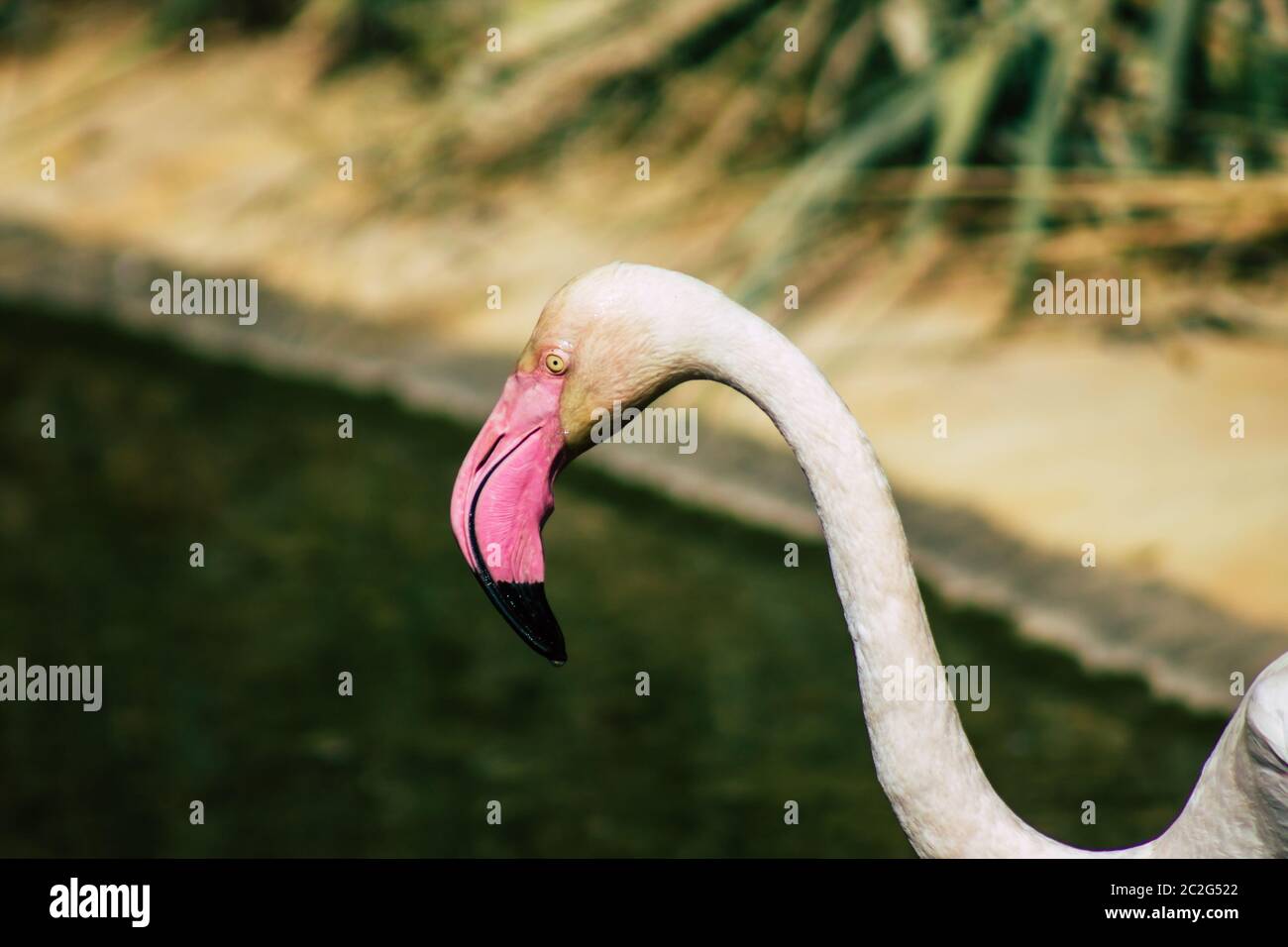 View of pink flamingo, a large bird that are identifiable by their long ...