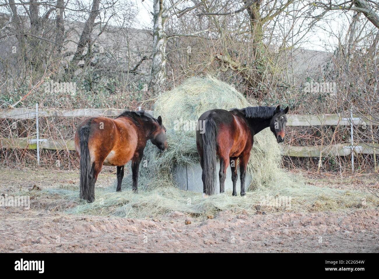 Horse yard sunrise hi-res stock photography and images - Alamy
