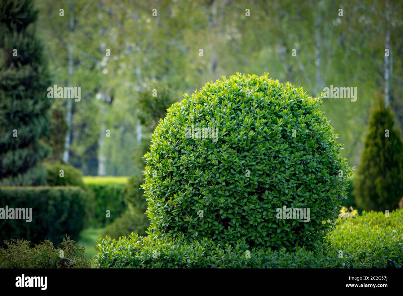 Wild Privet Ligustrum hedge nature texture A sample of topiary art ...