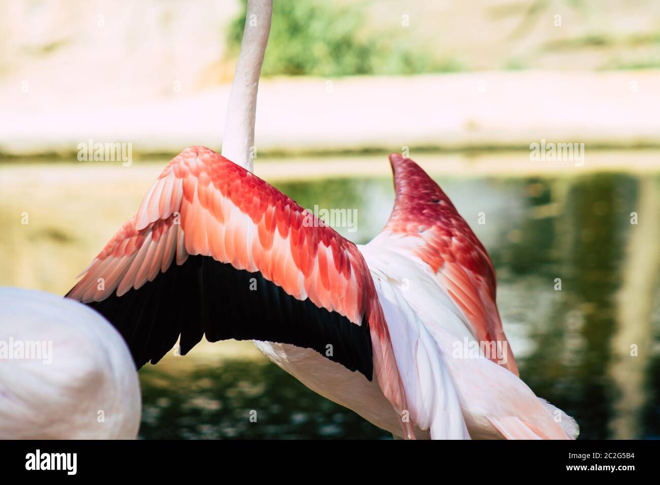 View of pink flamingo, a large bird that are identifiable by their long ...