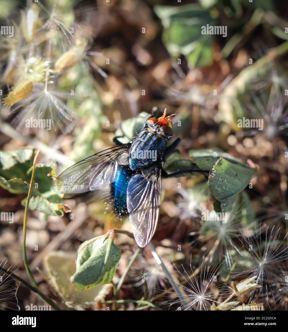 Domestic insect hi-res stock photography and images - Alamy