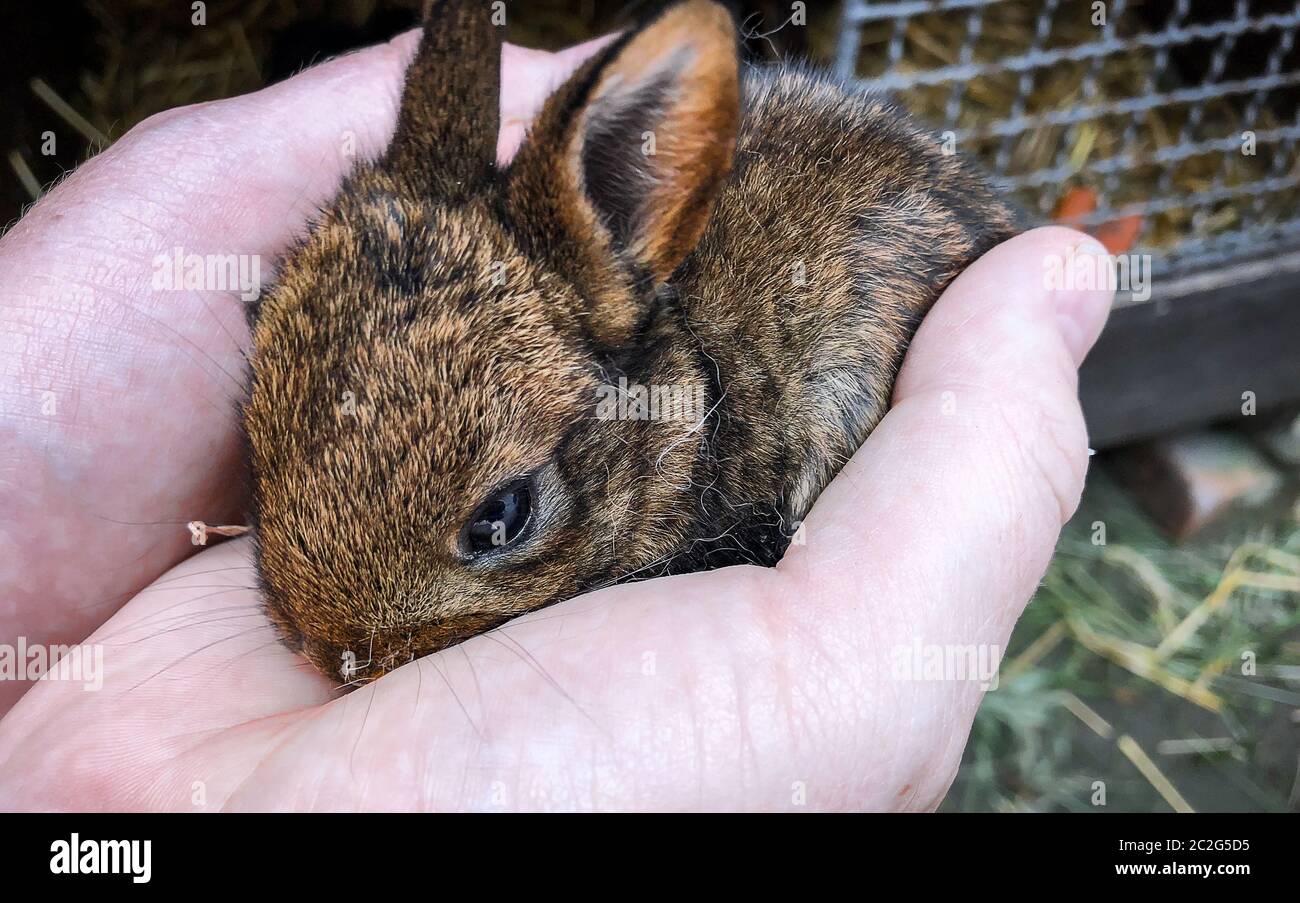 Ear hollow hi-res stock photography and images - Alamy