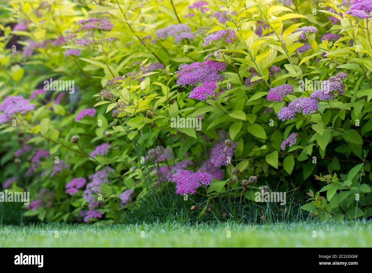 The flower of the red spiraea, the ornamental shrub used in landscape ...