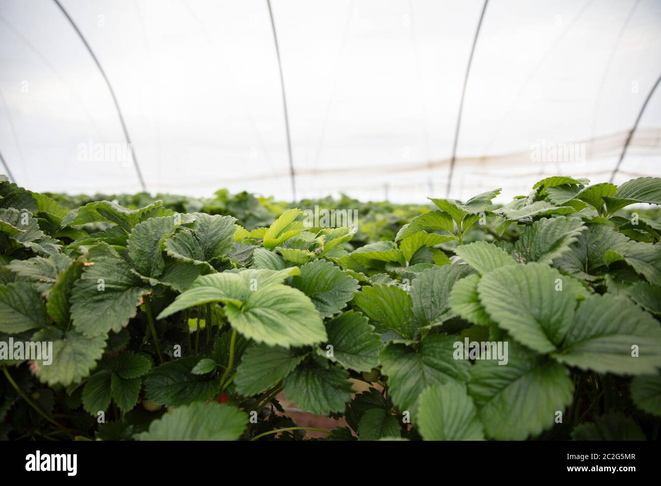Strawberry plants grow on tall stands ready to be picked Stock Photo ...