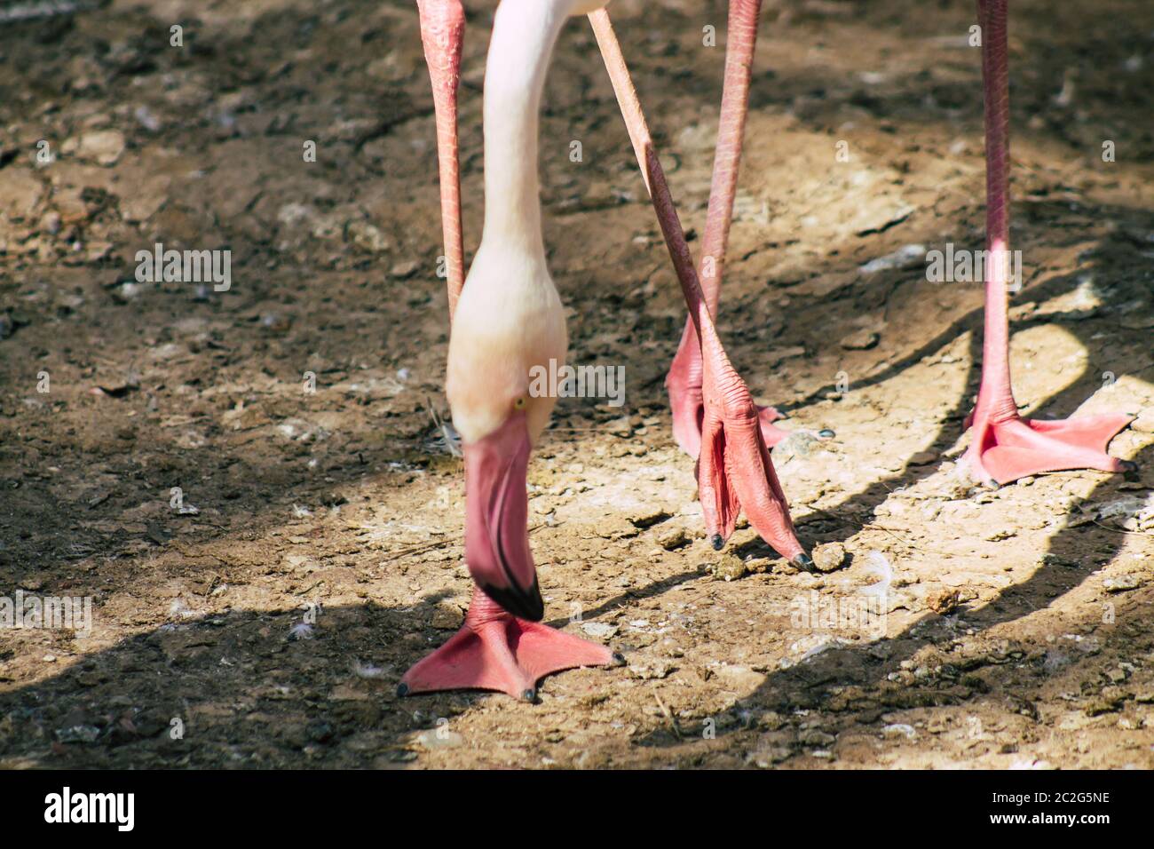 View of pink flamingo, a large bird that are identifiable by their long ...