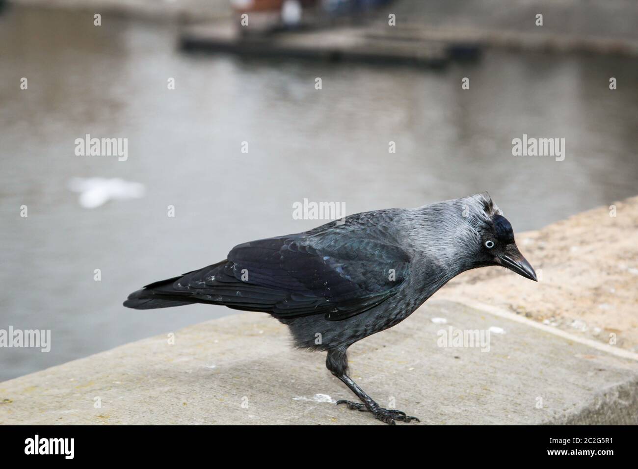 portrait of a jackdaw. a jackdaw is sitting on a wall Stock Photo - Alamy