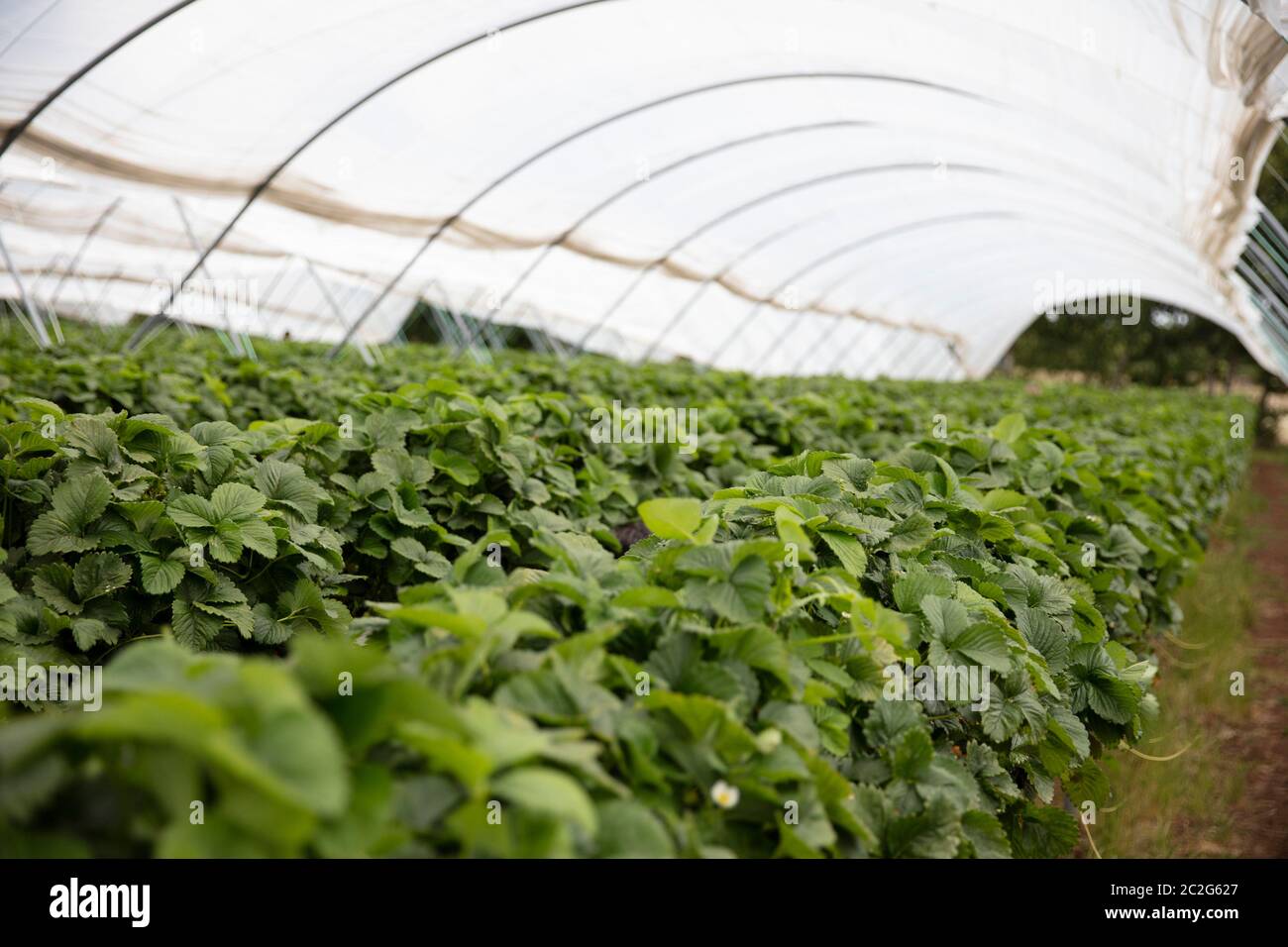 Strawberry plants grow on tall stands ready to be picked Stock Photo ...