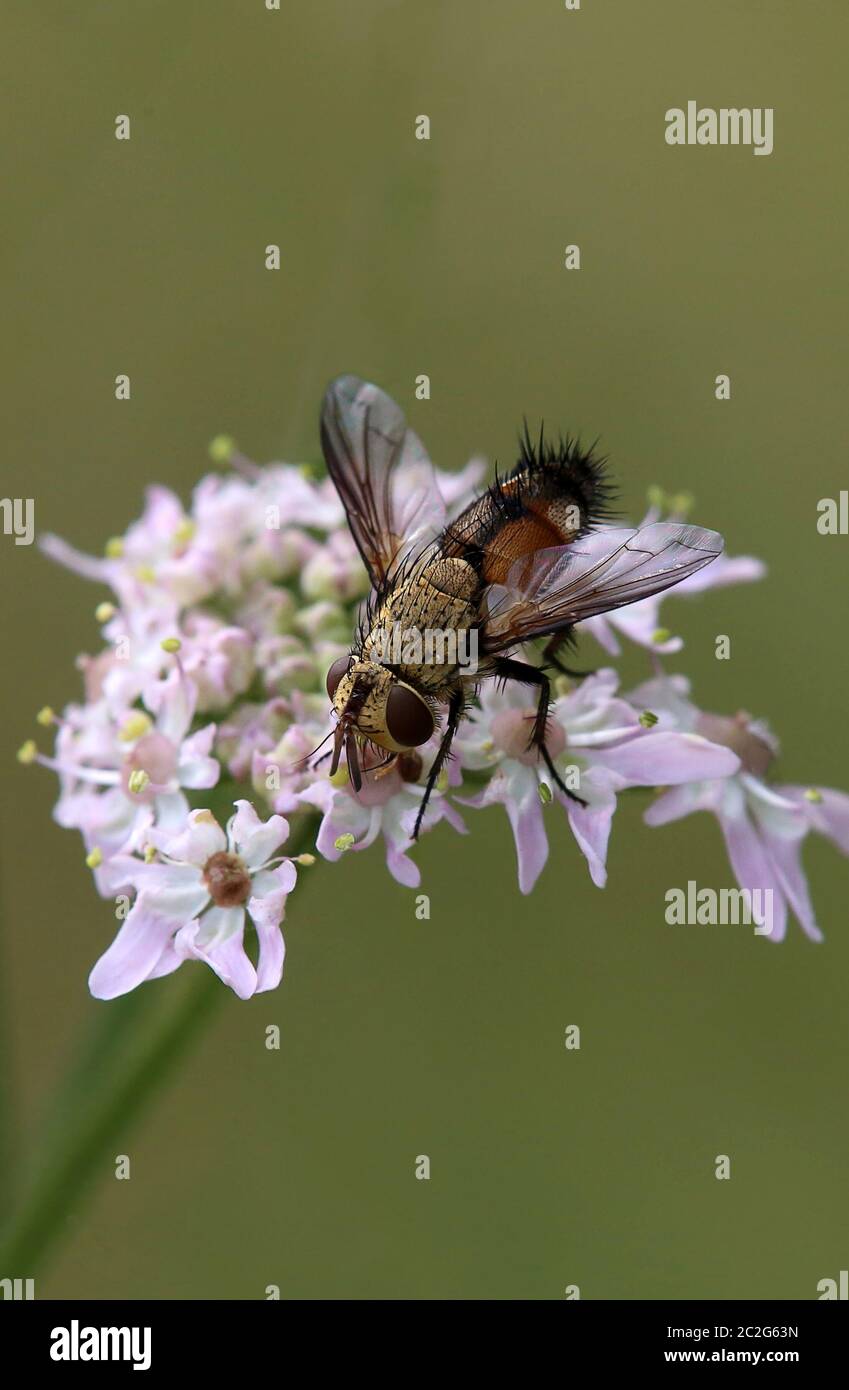 Macro image of the caterpillar fly Frontina laeta Stock Photo - Alamy